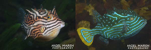 Sorting the Boxfishes